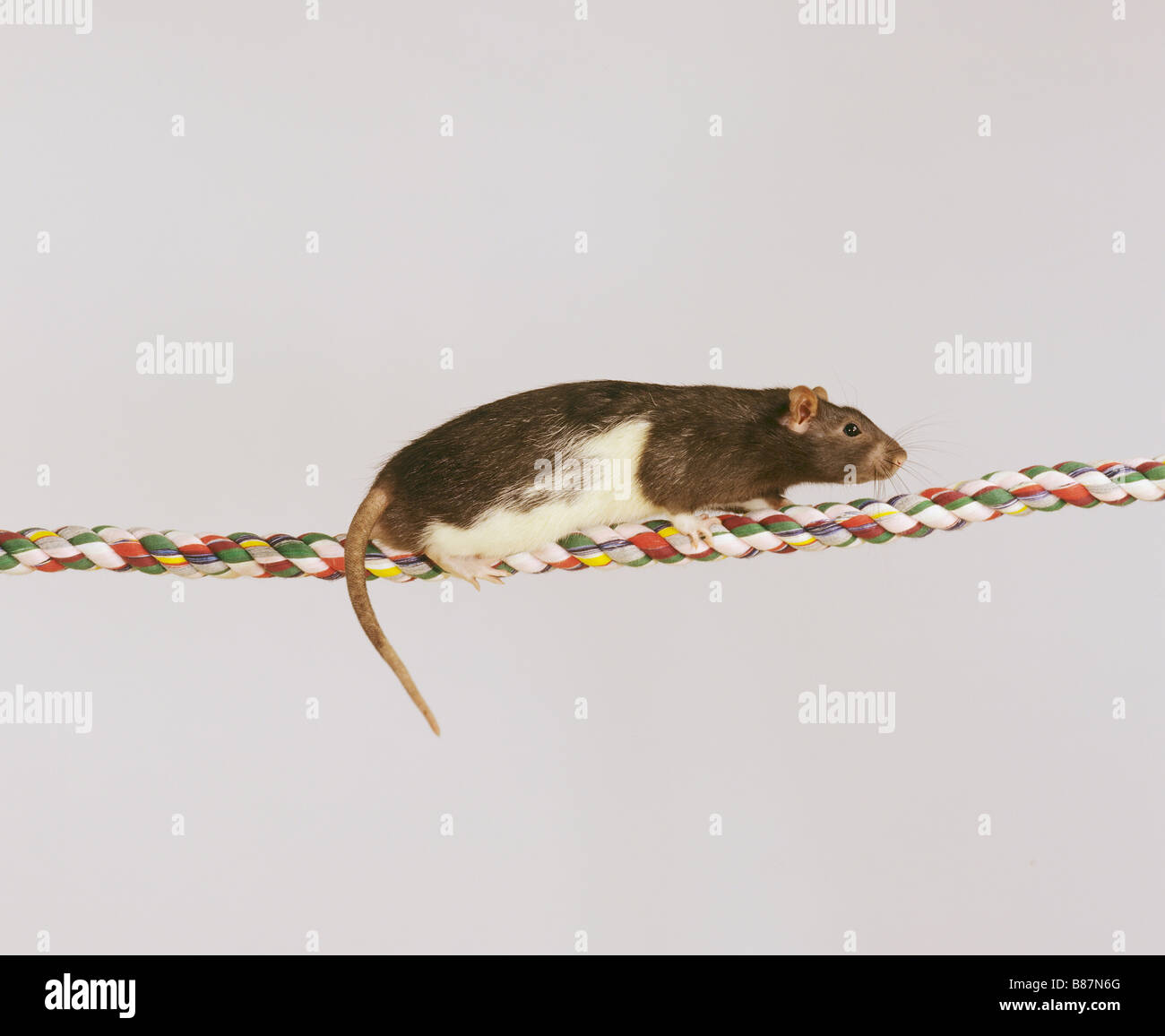House Rat - balancing on rope Stock Photo - Alamy