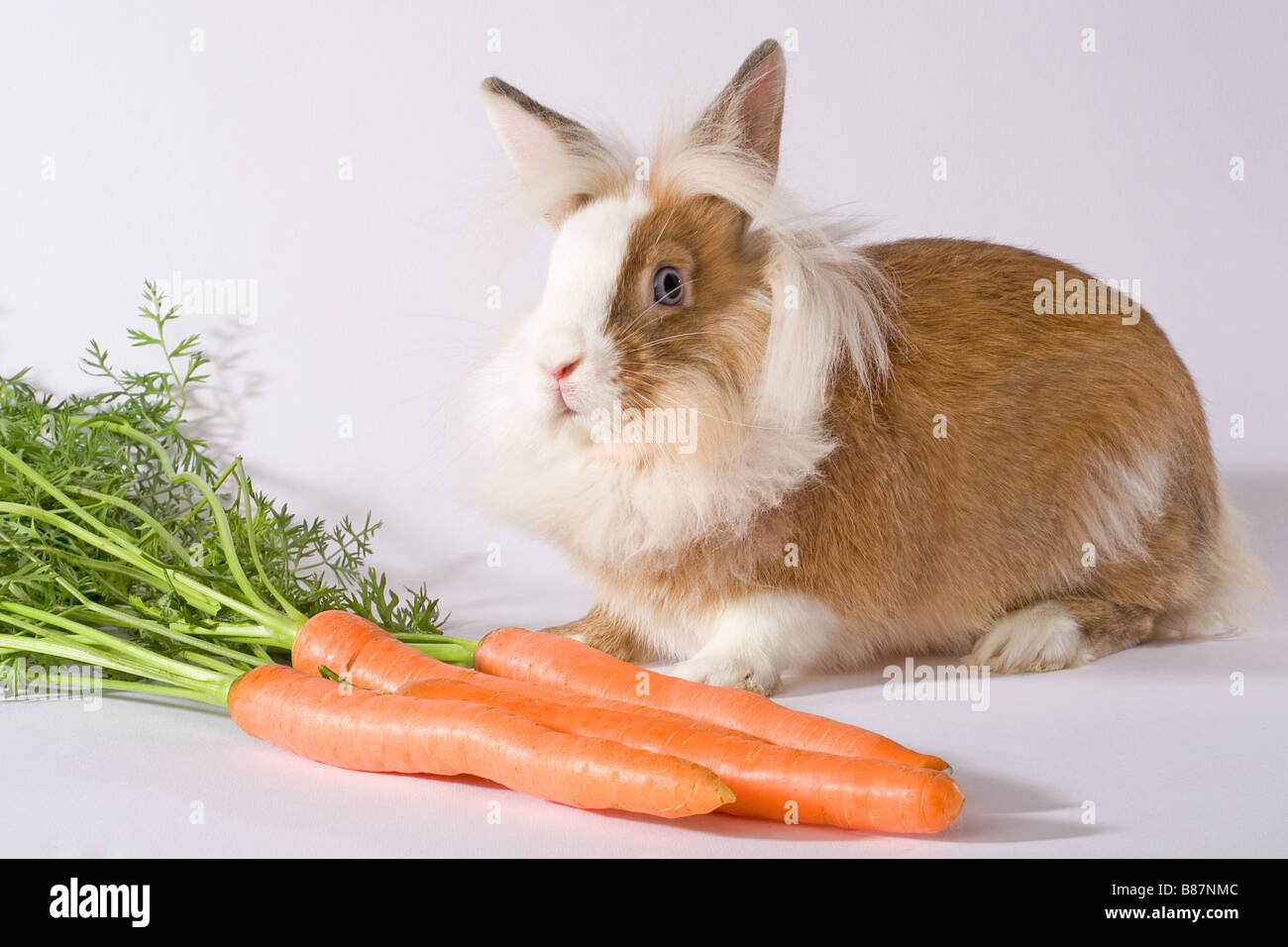 lion-headed dwarf rabbit next to carrots Stock Photo - Alamy