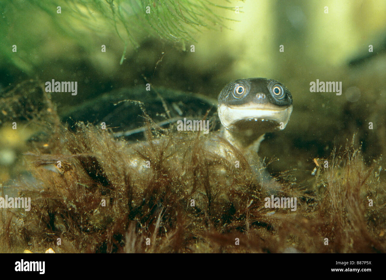 Austro-American Side-necked Turtle in water Stock Photo - Alamy