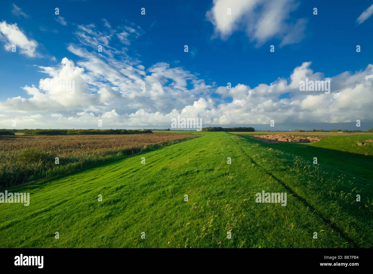 Netherlands holland sunflower field scenery hi-res stock photography ...