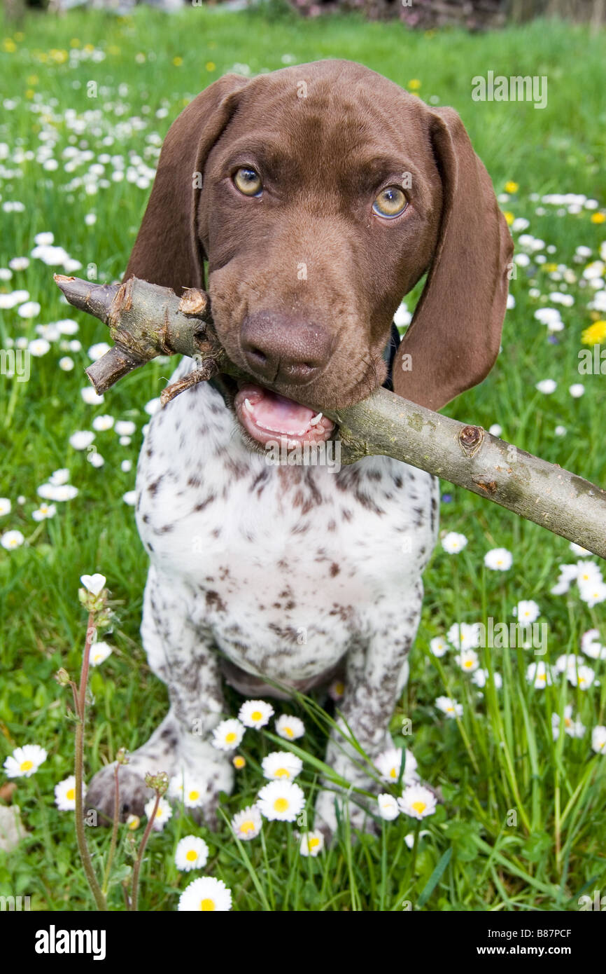 German Shorthaired Pointer dog - puppy with stick in its mouth Stock ...