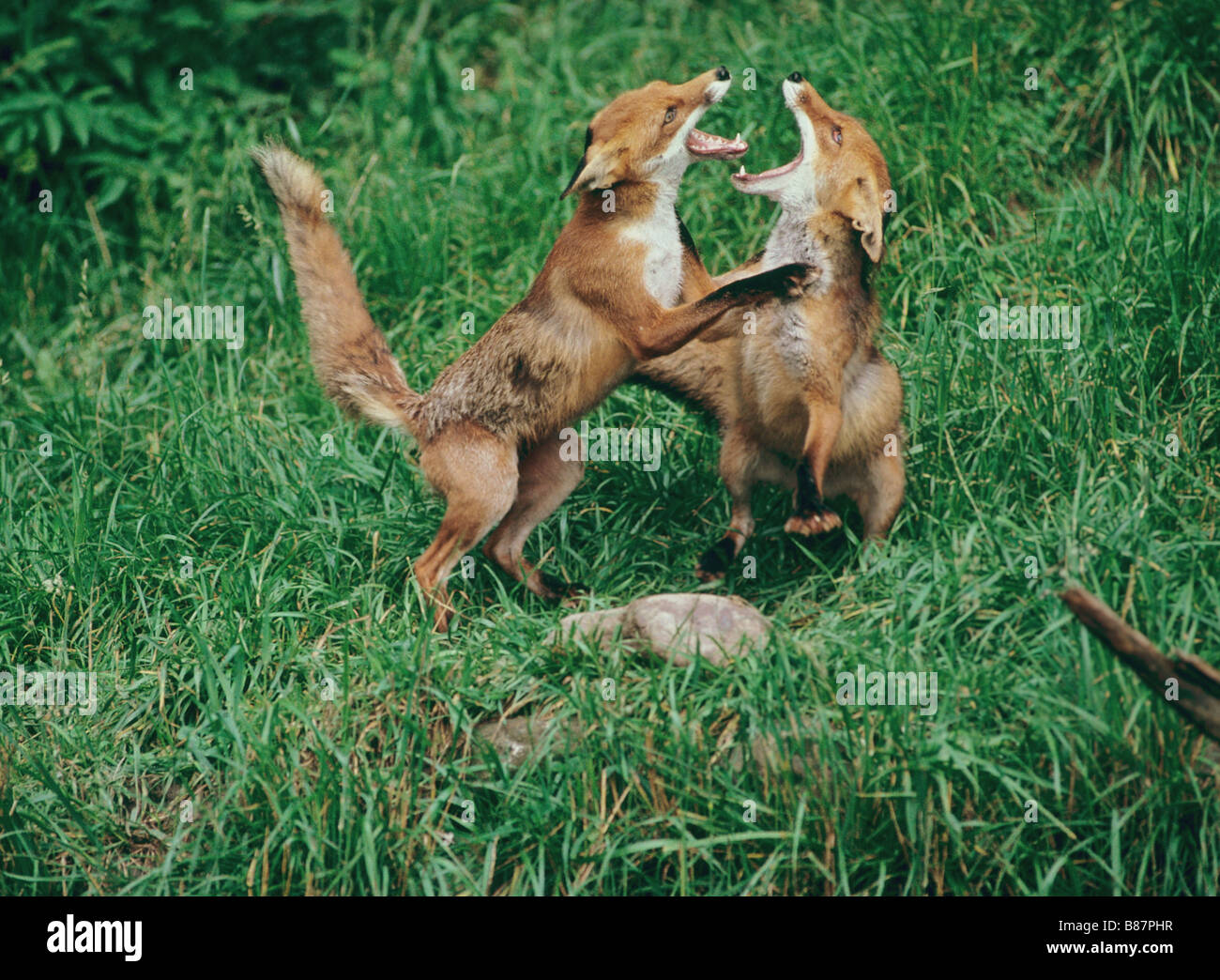 Foxes two hi-res stock photography and images - Alamy