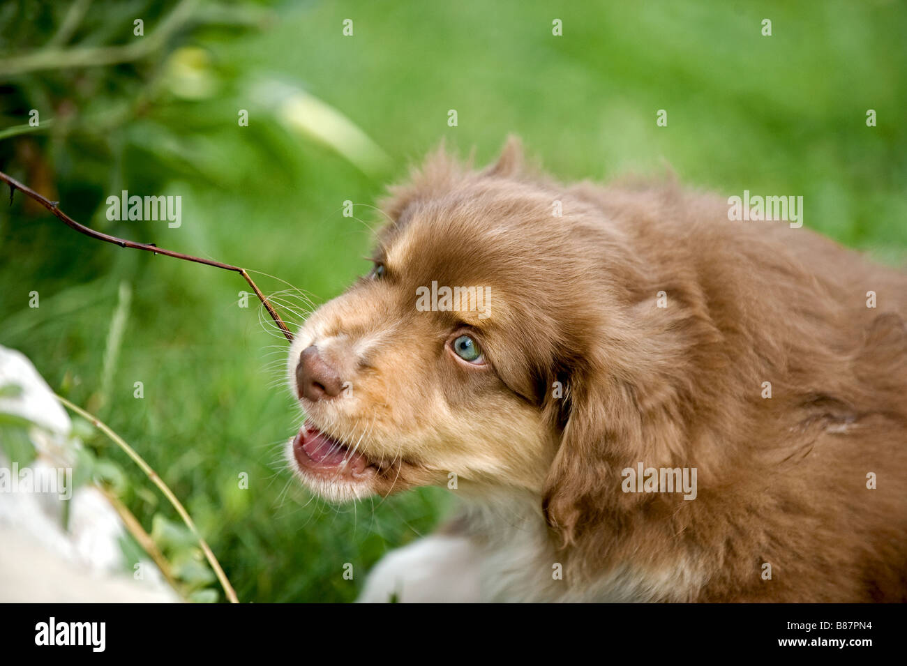 Australian Shepherd dog - puppy with twig in mouth Stock Photo - Alamy
