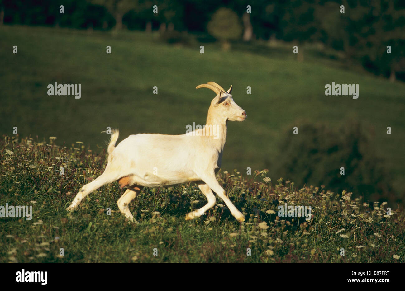 Goat running hi-res stock photography and images - Alamy