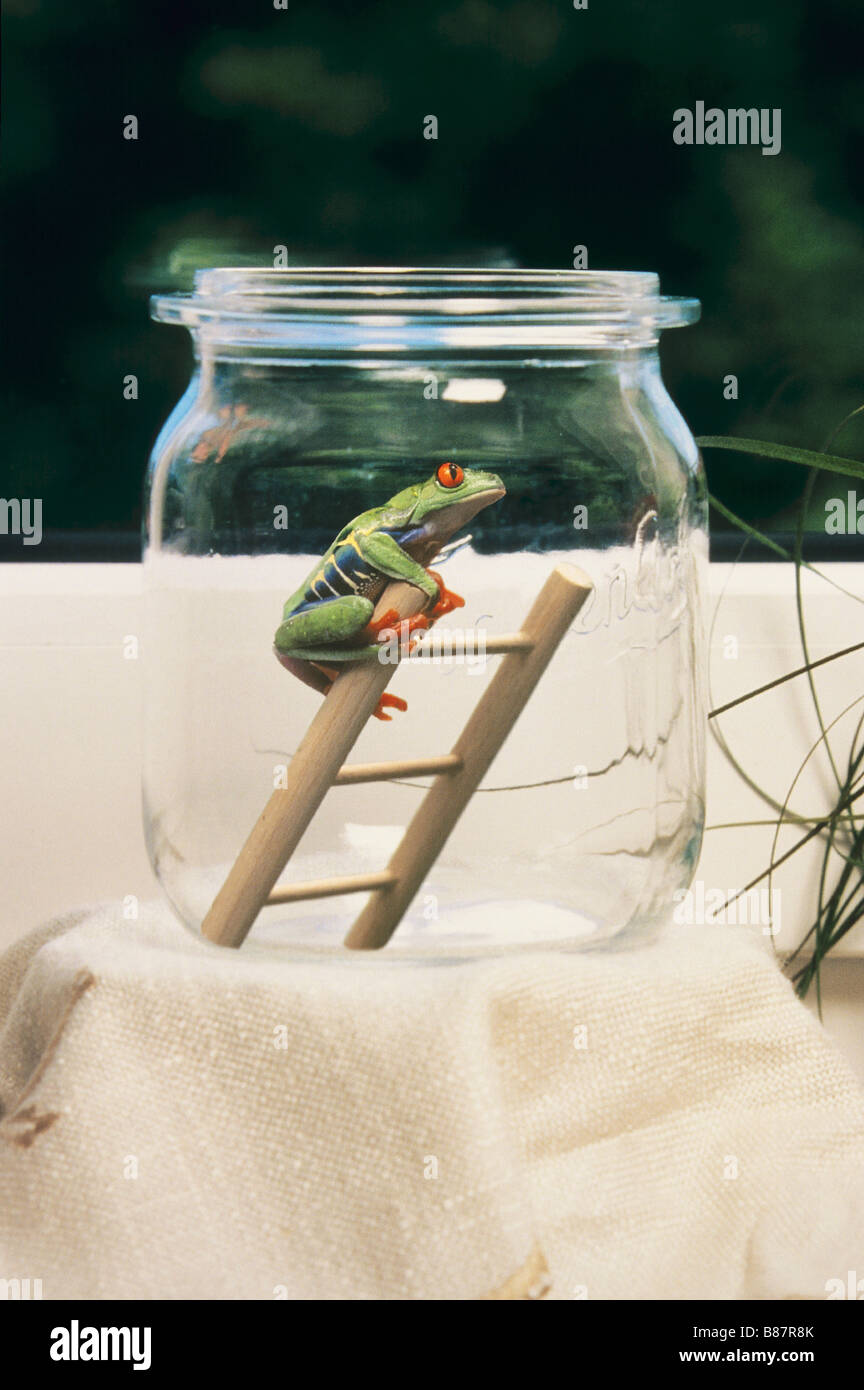 weatherman frog on ladder in glass Stock Photo - Alamy