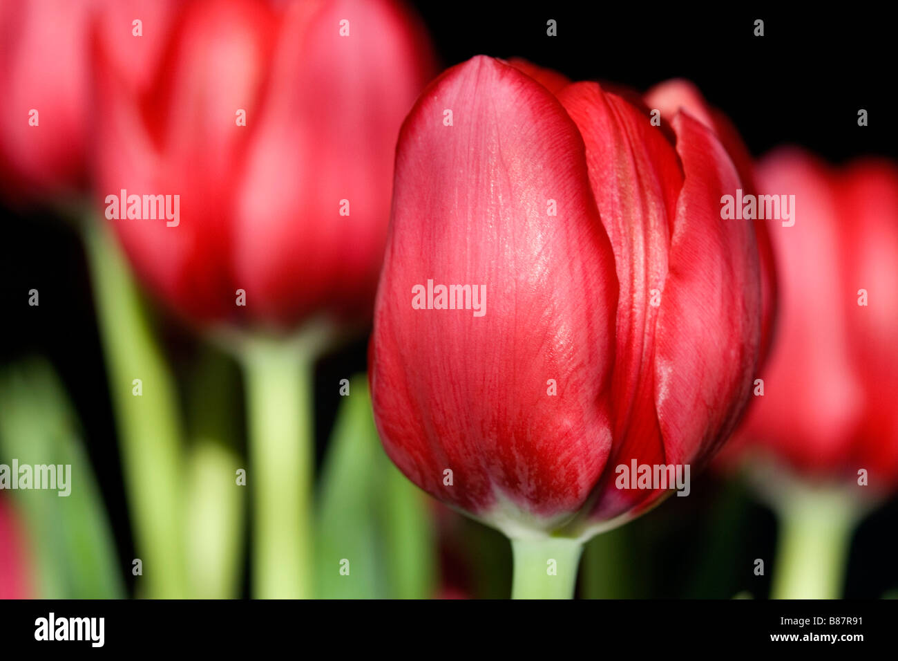 A close-up of red tulips Stock Photo - Alamy