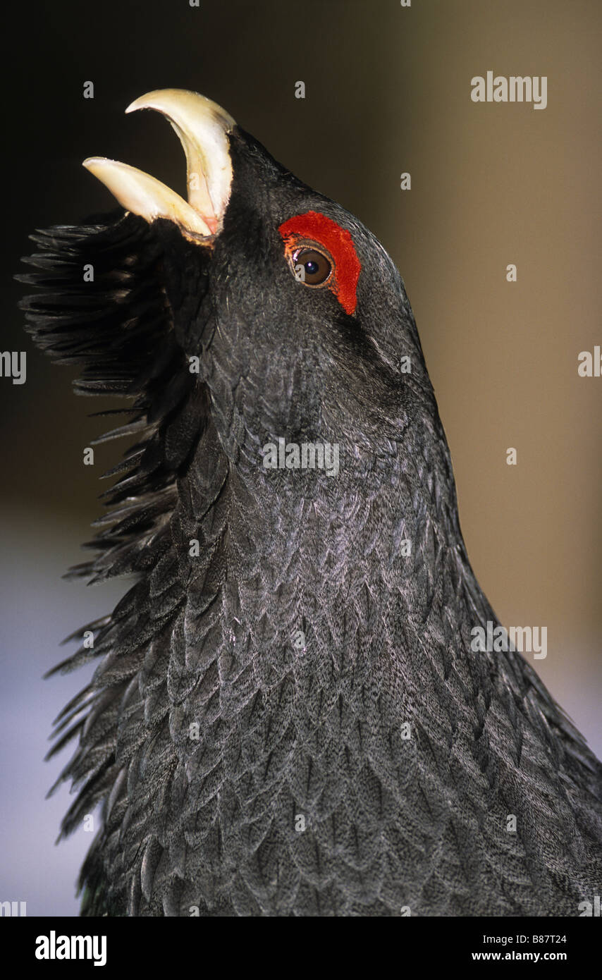 wood grouse (male) - display / Tetrao urogallus Stock Photo - Alamy