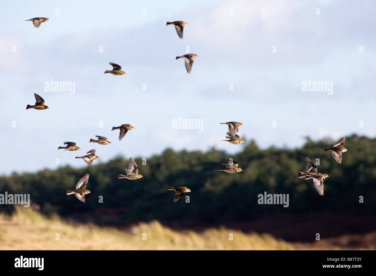 Snow bunting in flight bird hi-res stock photography and images - Alamy