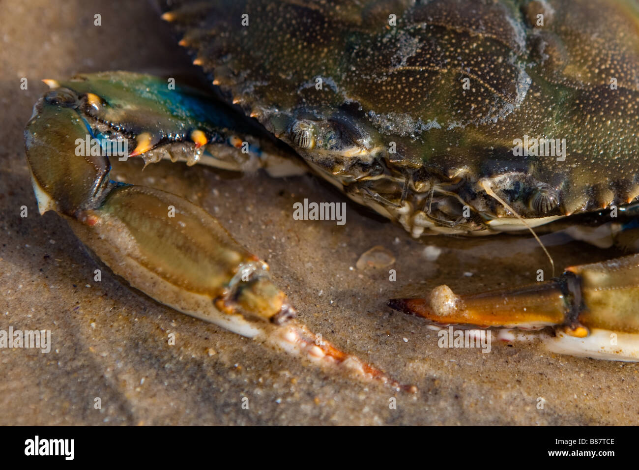 Siri in hi-res stock photography and images - Alamy