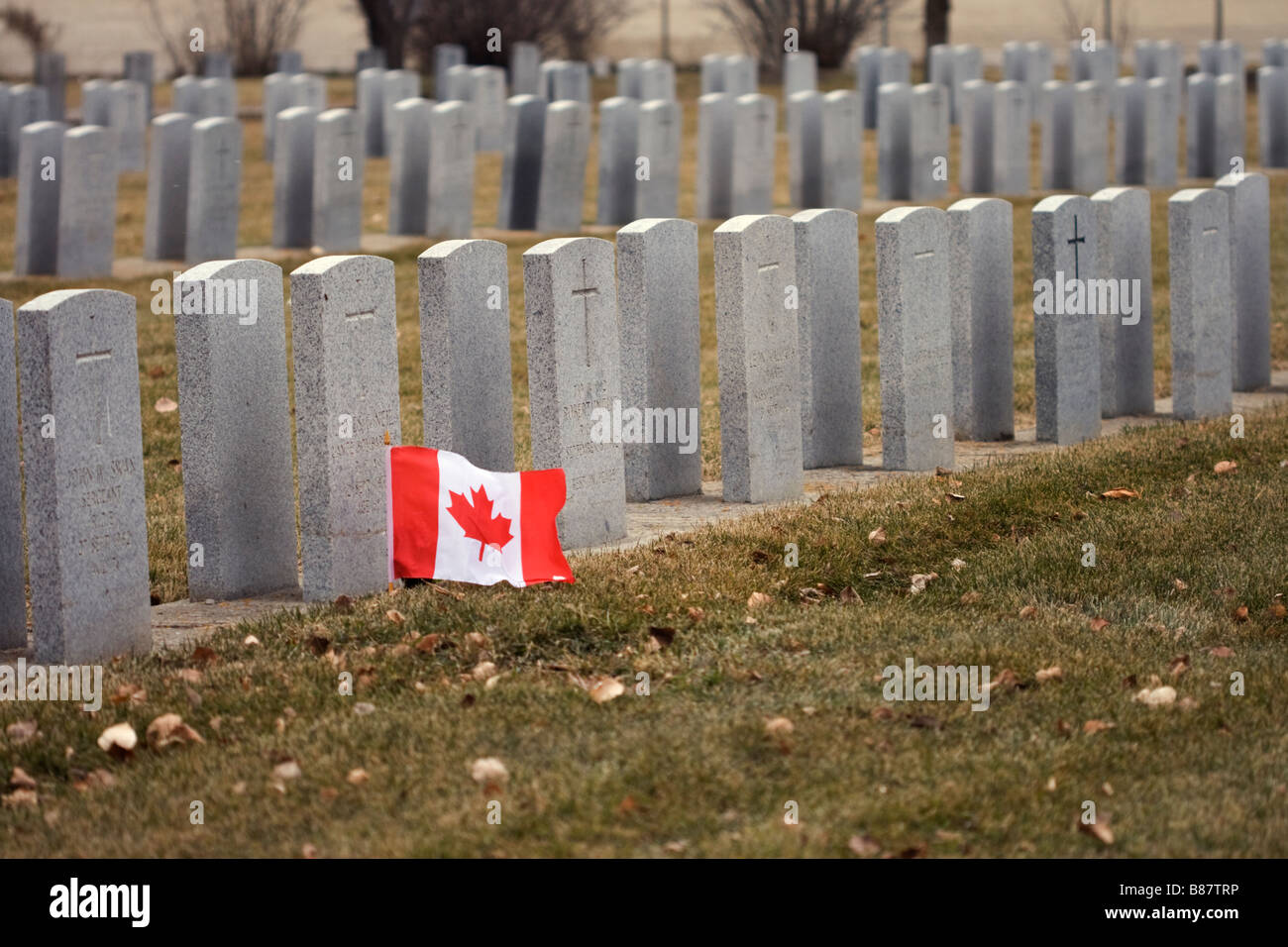 Poppies in graveyard hi-res stock photography and images - Alamy