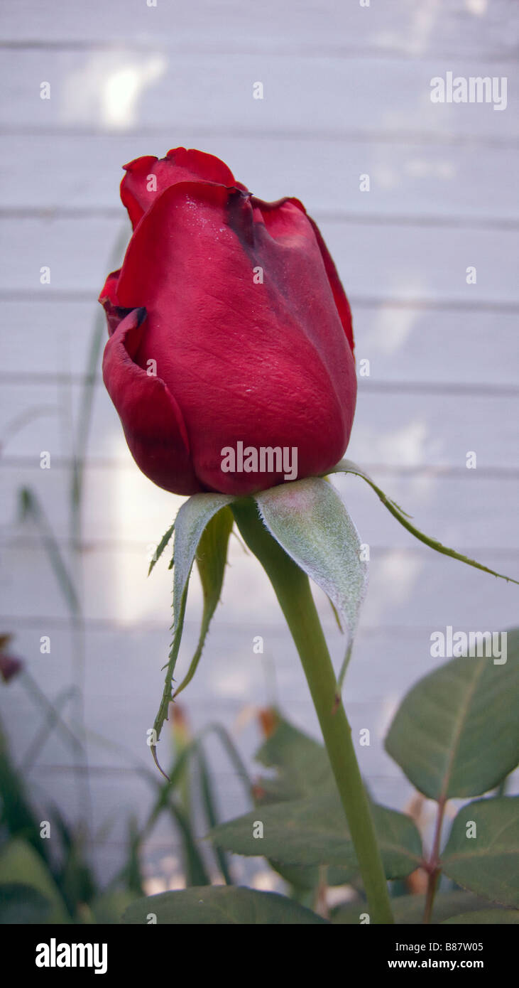 Detail of a rose in Durango Colorado Stock Photo - Alamy