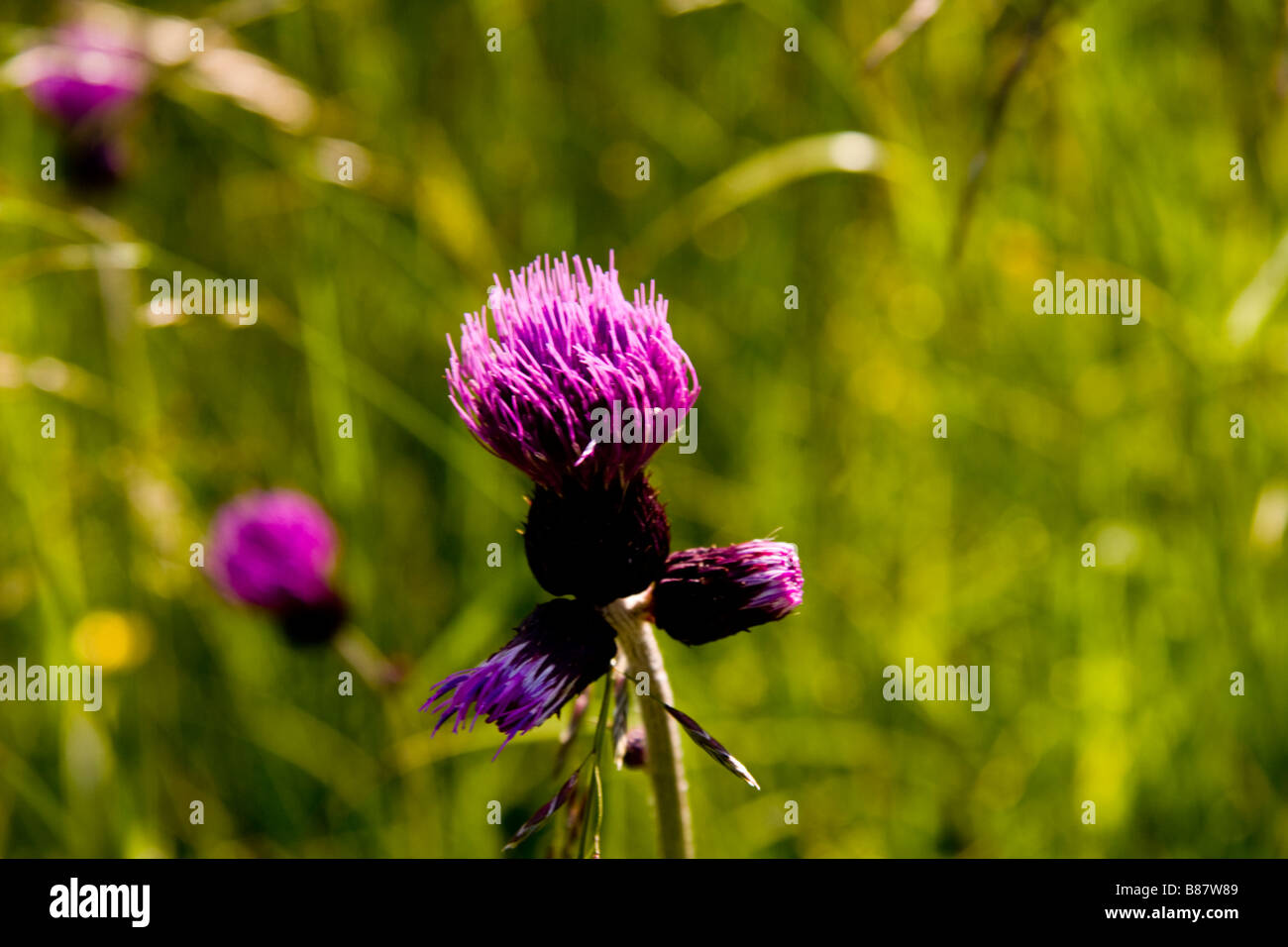 Wild flowers and meadow near Autrans Vercors France Stock Photo - Alamy