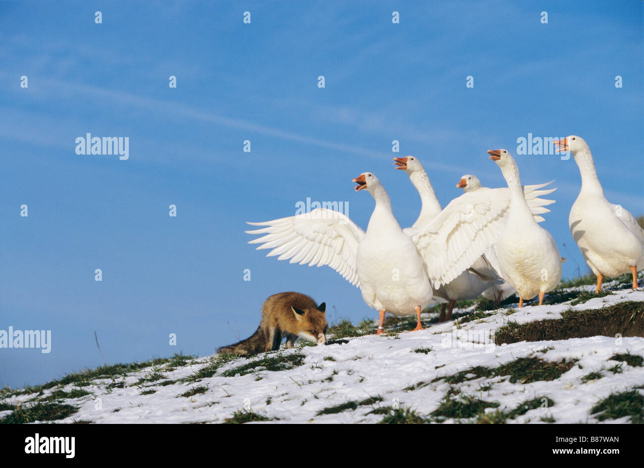 Fox And Geese Stock Photos & Fox And Geese Stock Images - Alamy