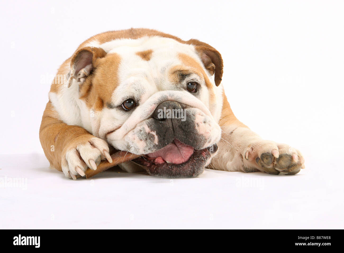 Bulldog with bone Cut Out Stock Images & Pictures - Alamy