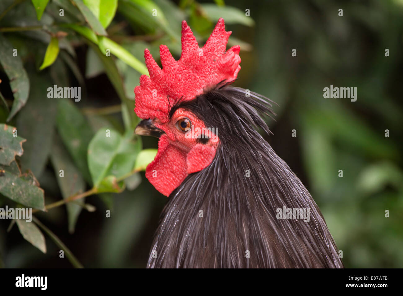 Male red junglefowl gallus gallus Stock Photo - Alamy