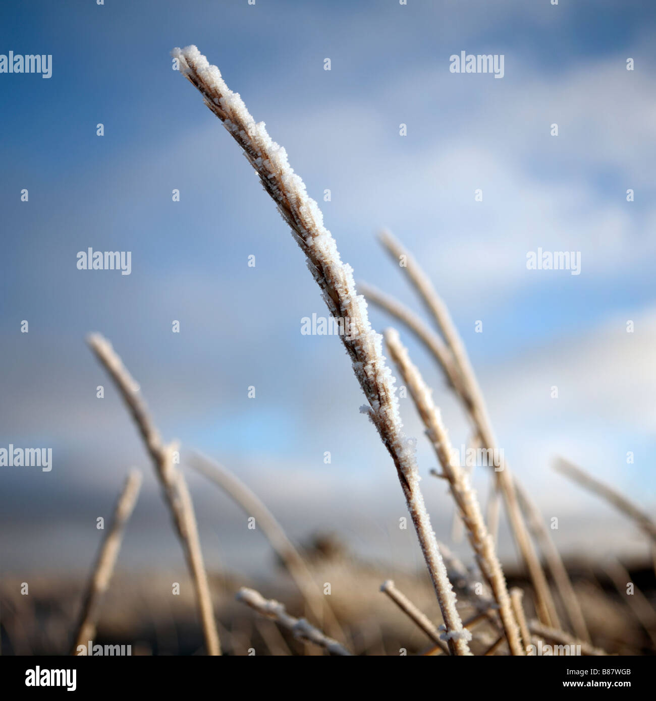 Grass in frost hi-res stock photography and images - Alamy