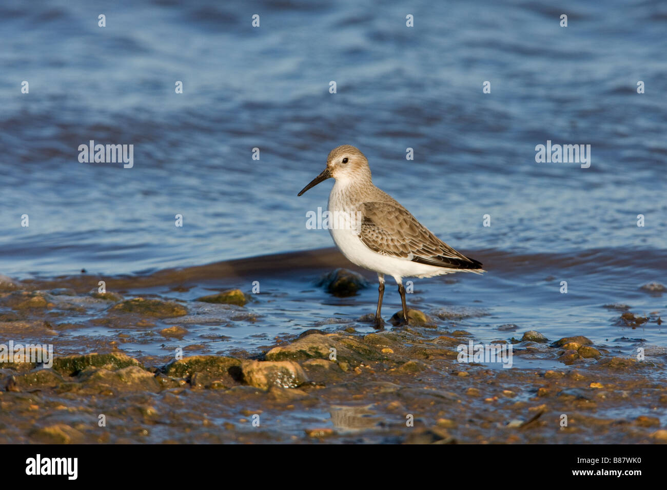 Dunlin calidris alpina feeding in hi-res stock photography and images ...