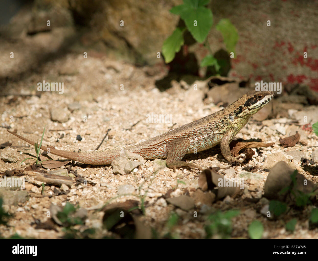 Cuban lizard (bayoya, iguanita) Leiocephalus cubensis in the Bay of ...