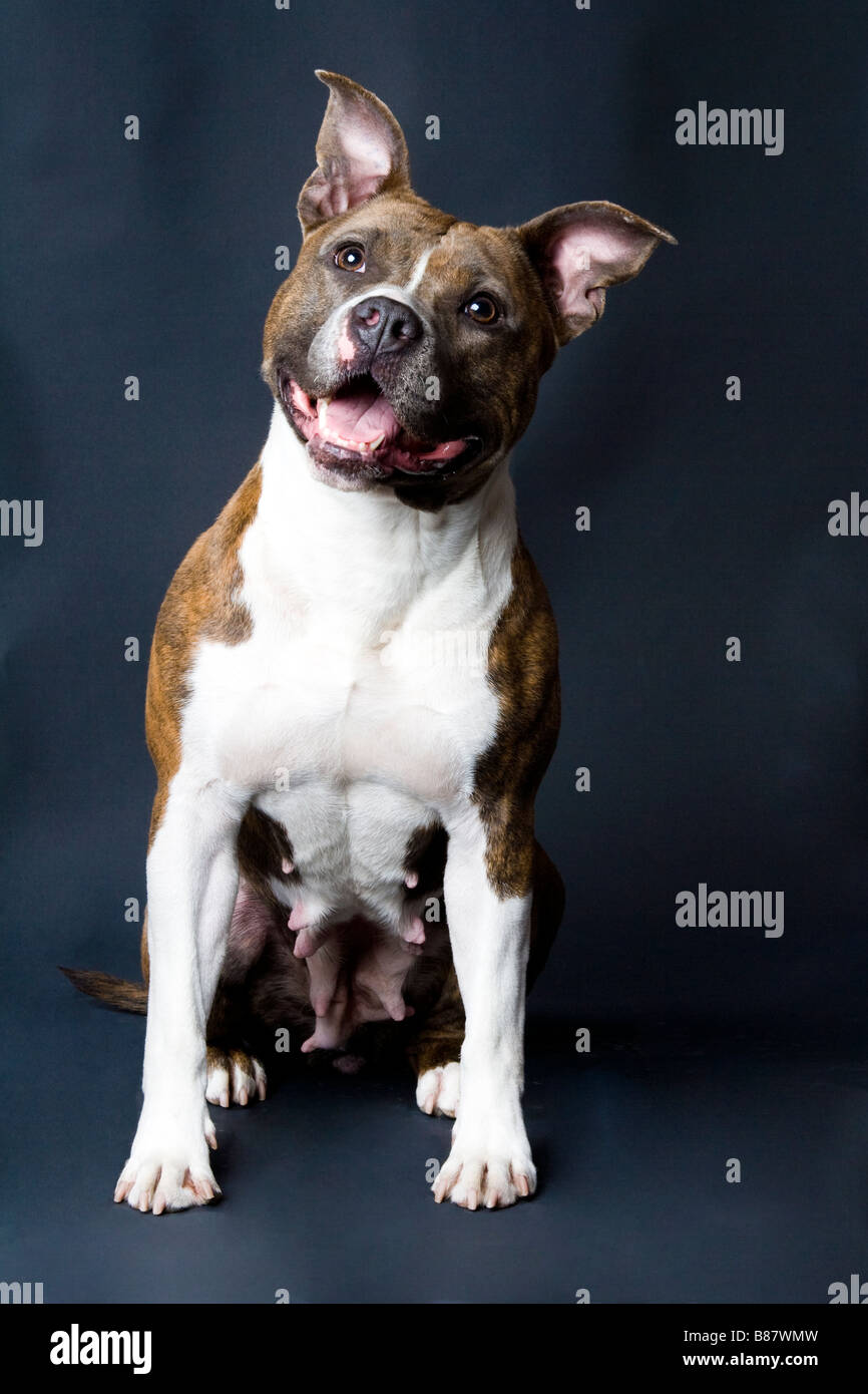Pure white staffordshire bull terrier hi-res stock photography and ...