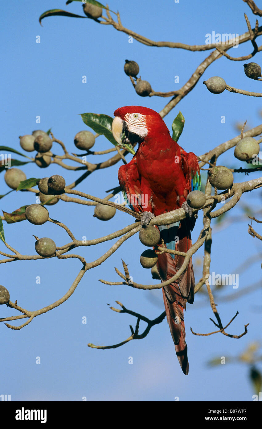 green-winged macaw / Ara chloroptera Stock Photo - Alamy