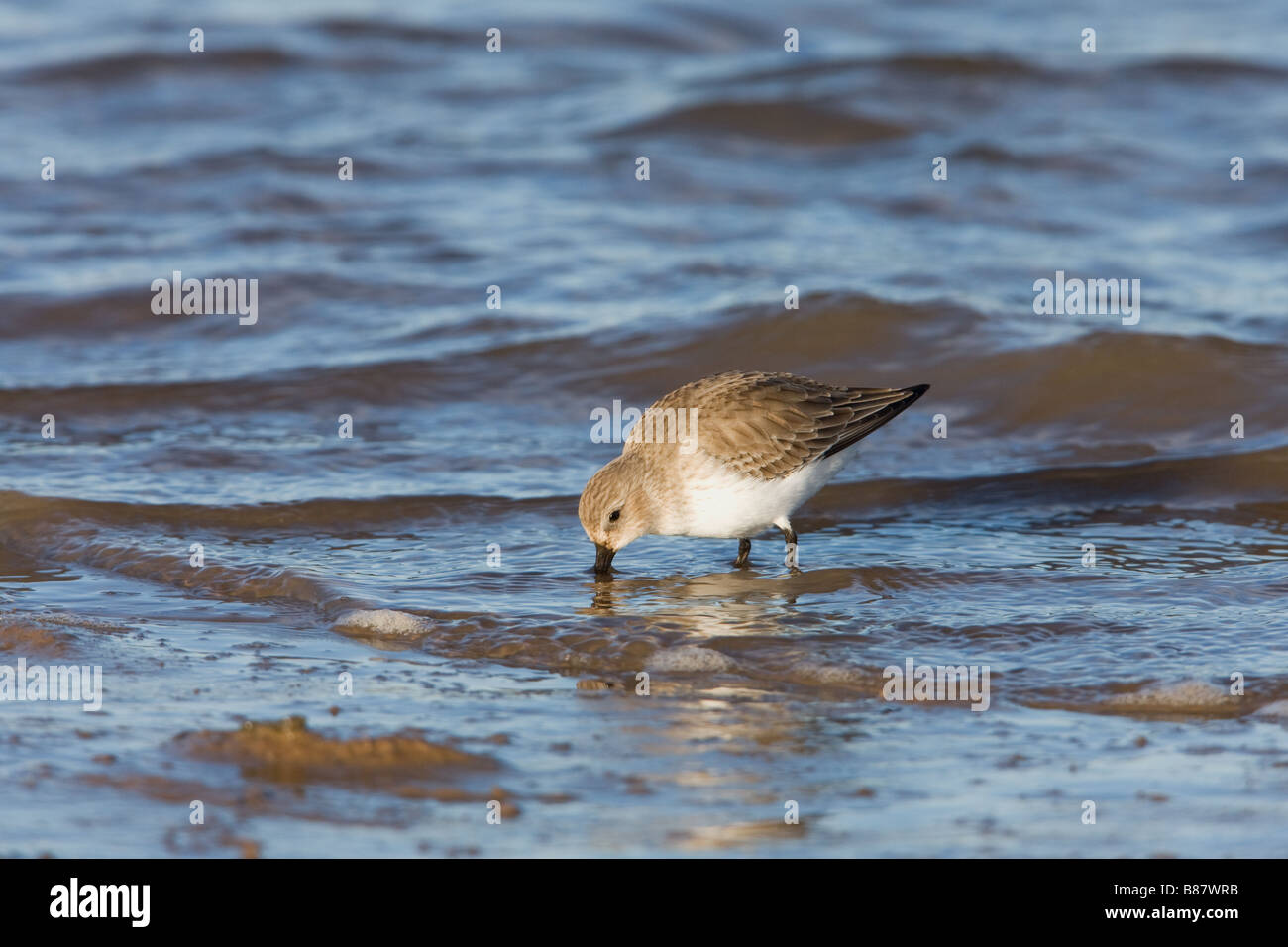 Adult breeding dunlin hi-res stock photography and images - Alamy