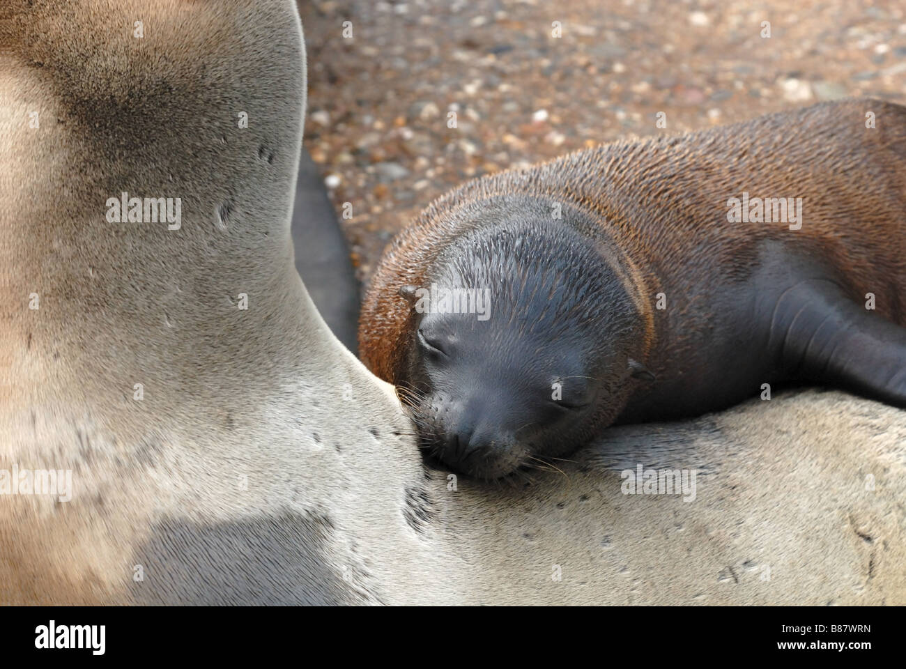 Lion sleeping on back hi-res stock photography and images - Alamy