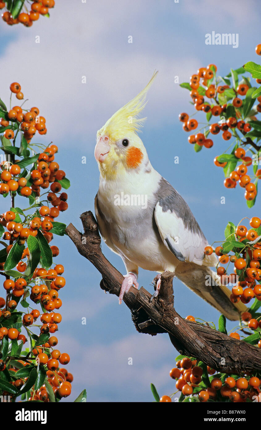Cockatiel - sitting on branch / Nymphicus hollandicus Stock Photo - Alamy