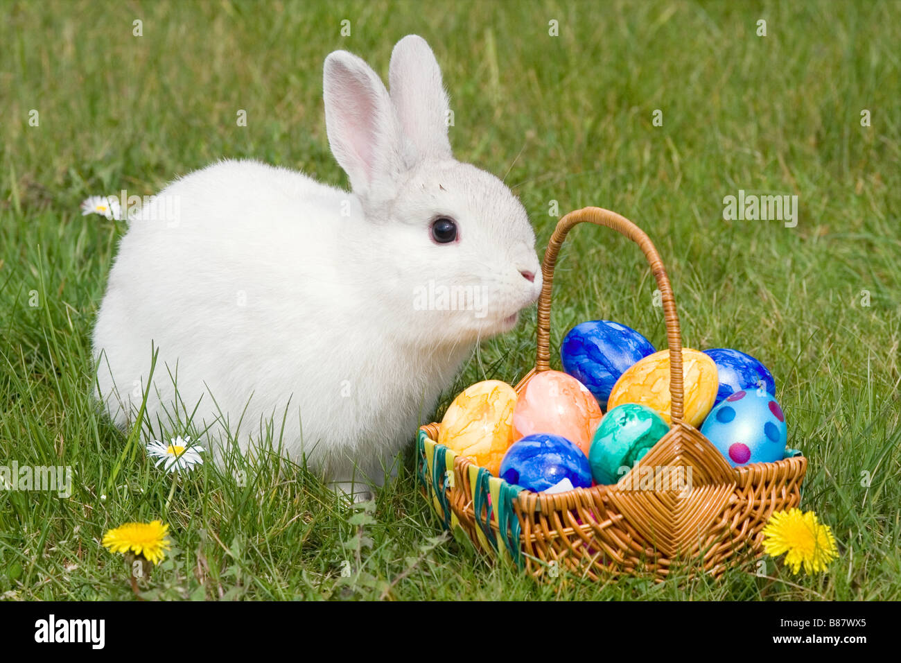 white rabbit next to Easter basket Stock Photo - Alamy