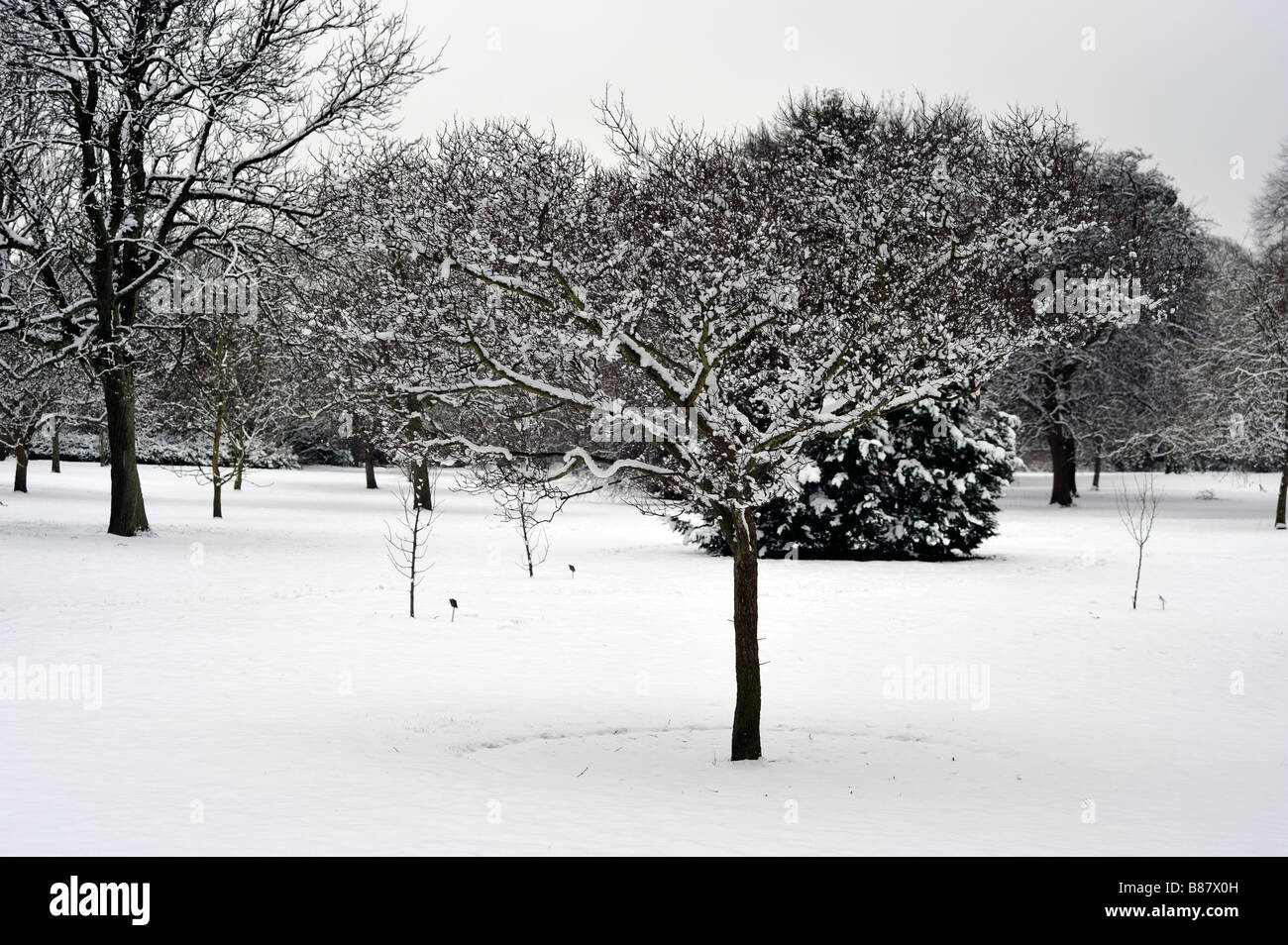 Evergreen tree winter scene hi-res stock photography and images - Alamy