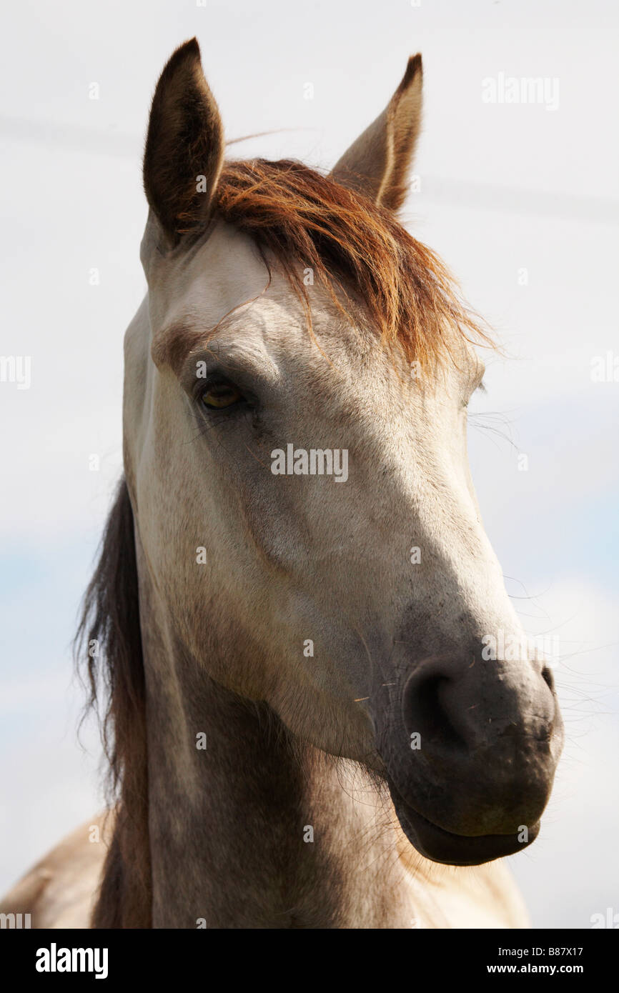 Portrait of a stallion Stock Photo - Alamy