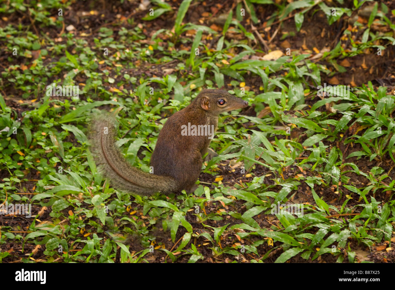 Common tree shrew tupaia glis Stock Photo - Alamy