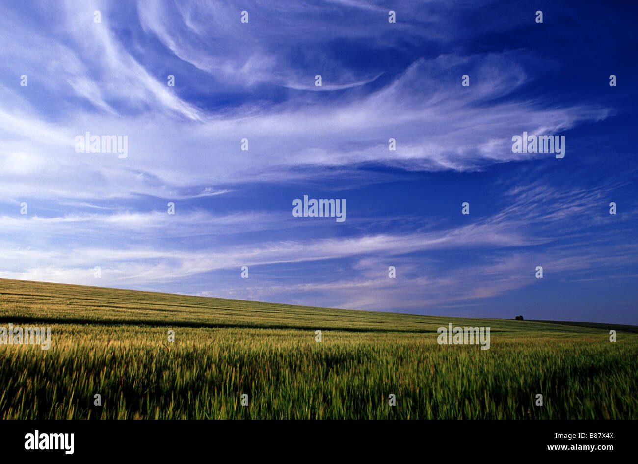 Fair weather clouds in a blue sky above a cornfield Stock Photo - Alamy