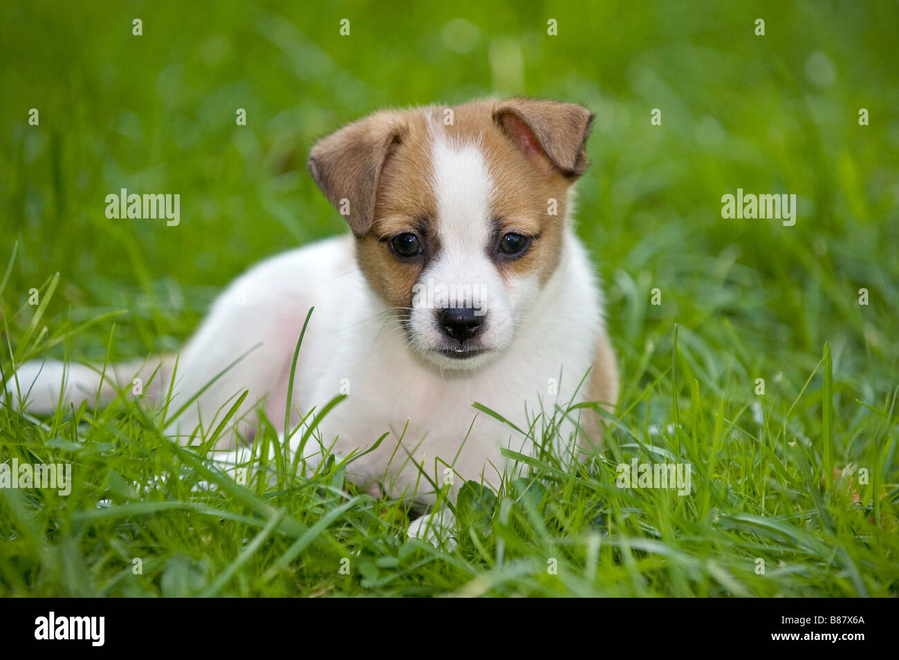 half breed dog puppy - lying on meadow Stock Photo - Alamy