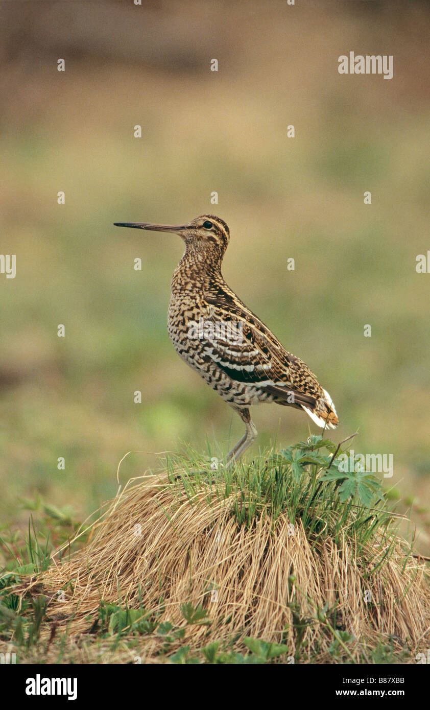 Great Snipe on the meadow / Gallinago media Stock Photo - Alamy