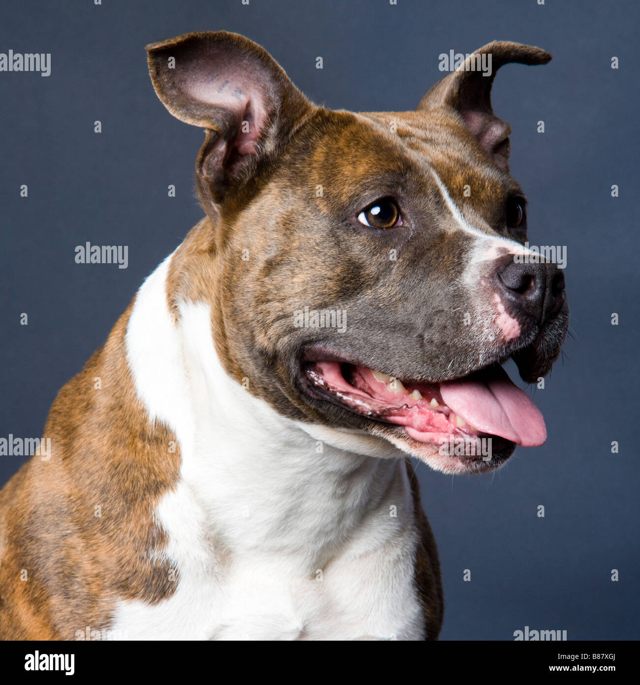 Bul dog hi-res stock photography and images - Alamy