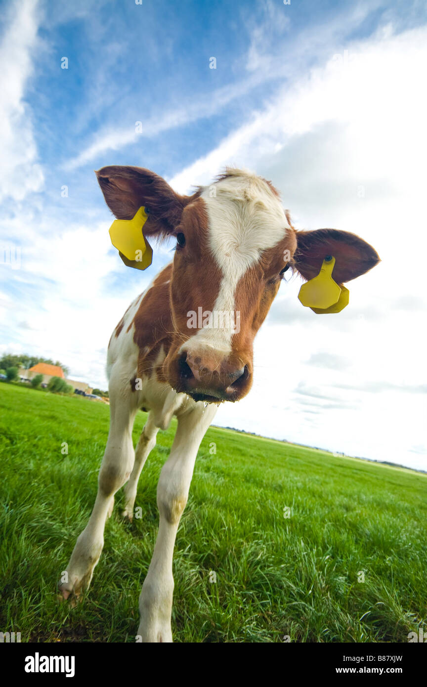 cute baby cow in summer Friesland Holland The Netherlands Stock Photo ...