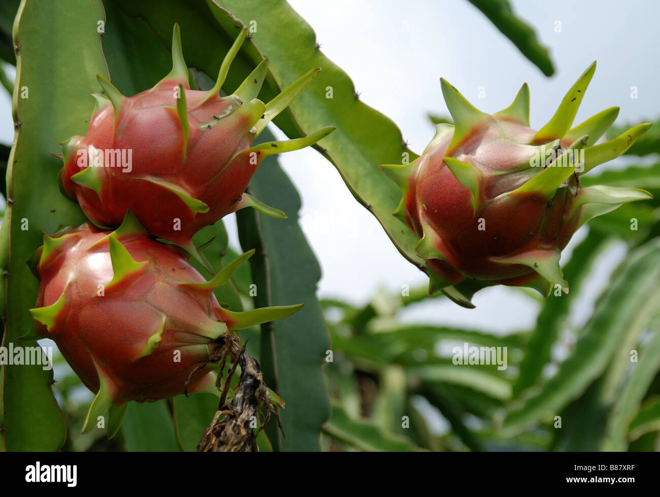 Dragon Fruit tree Stock Photo - Alamy