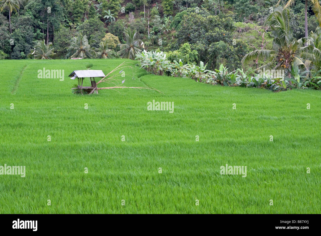 Rice fields jatiluwih in hi-res stock photography and images - Alamy