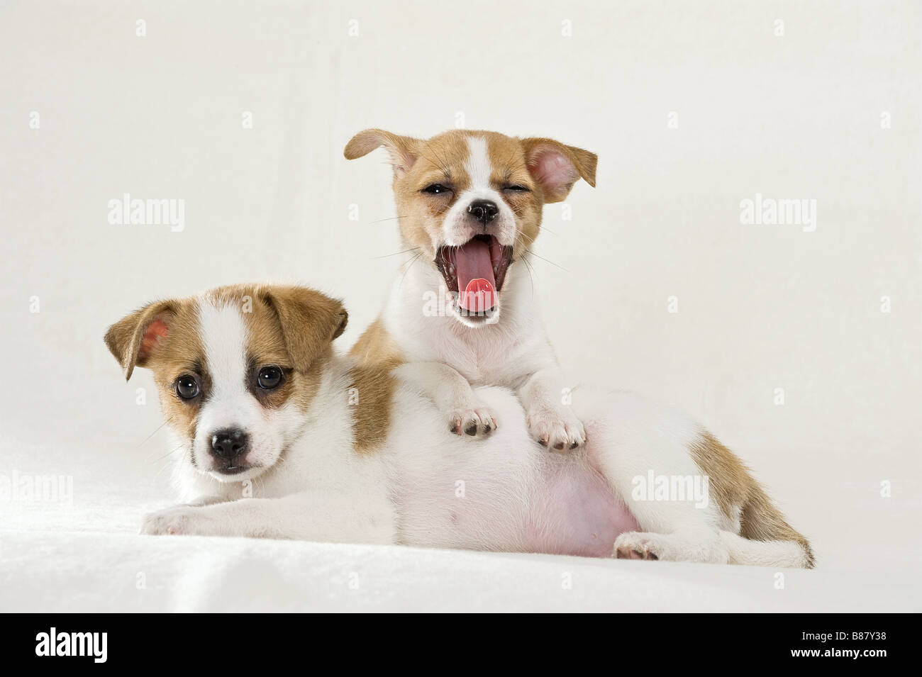 two half breed dog puppies - lying - cut out Stock Photo - Alamy