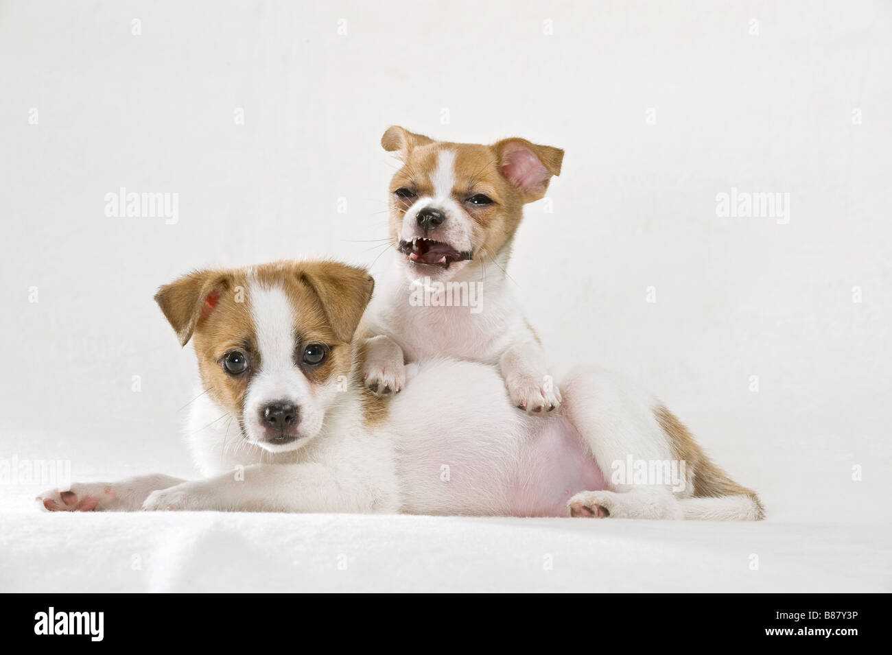 two half breed dog puppies - lying - cut out Stock Photo - Alamy
