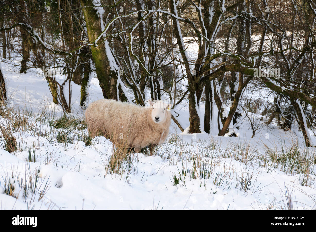 Sheep in the snow in the brecon beacons hi-res stock photography and ...