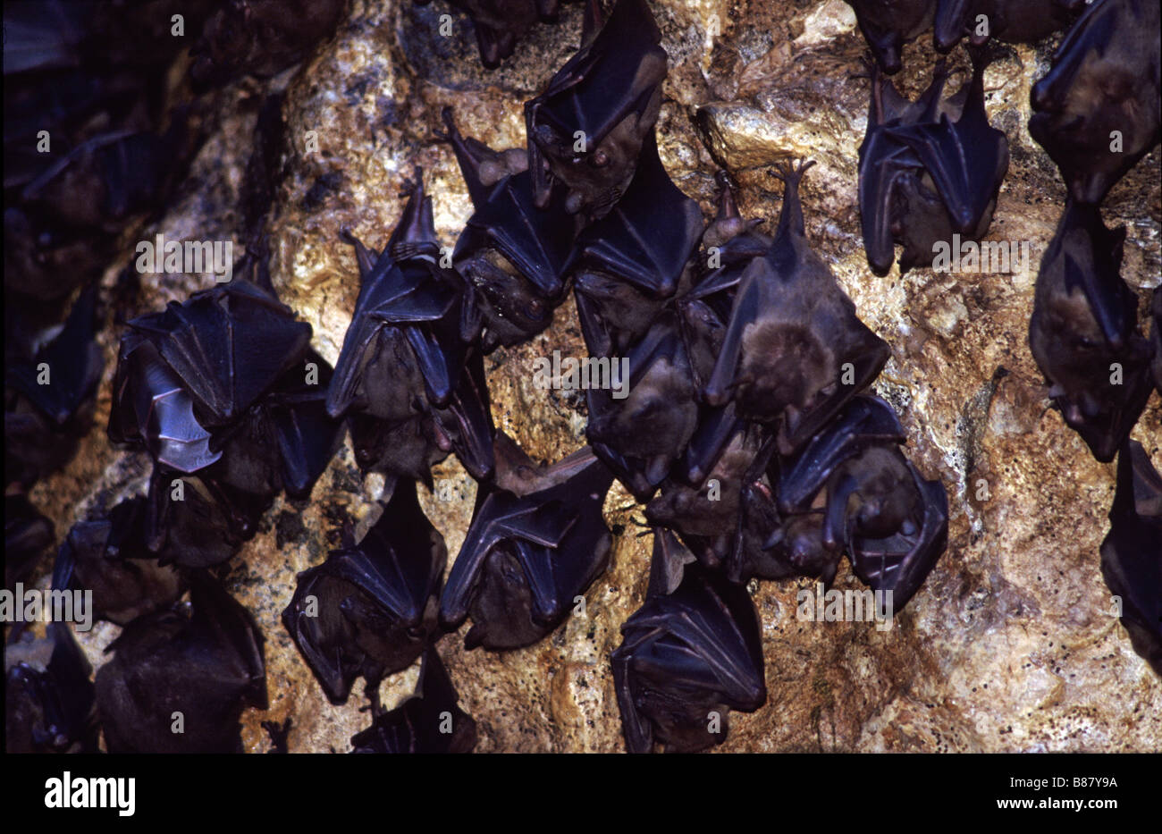 Pteropus sp., Flying Fox Bats Stock Photo - Alamy