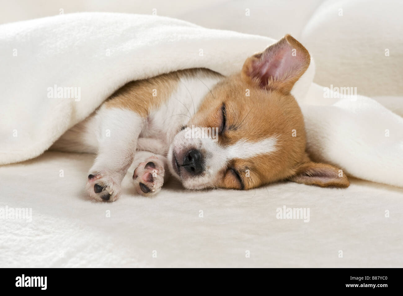 Sleeping dogs cover hi-res stock photography and images - Alamy