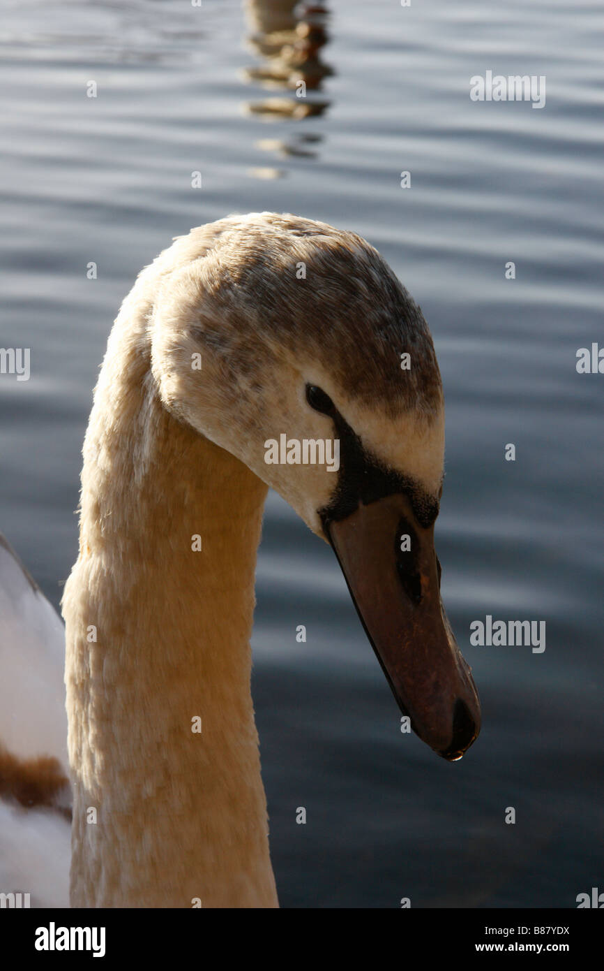 Milton country park hi-res stock photography and images - Alamy