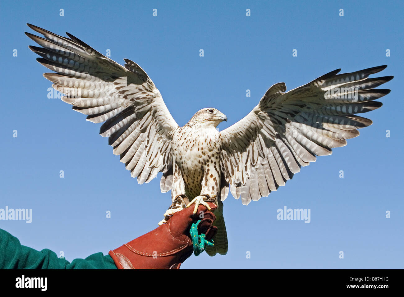 Gyrfalcon (Falco rusticolus) perched on fist of falconer Stock Photo ...