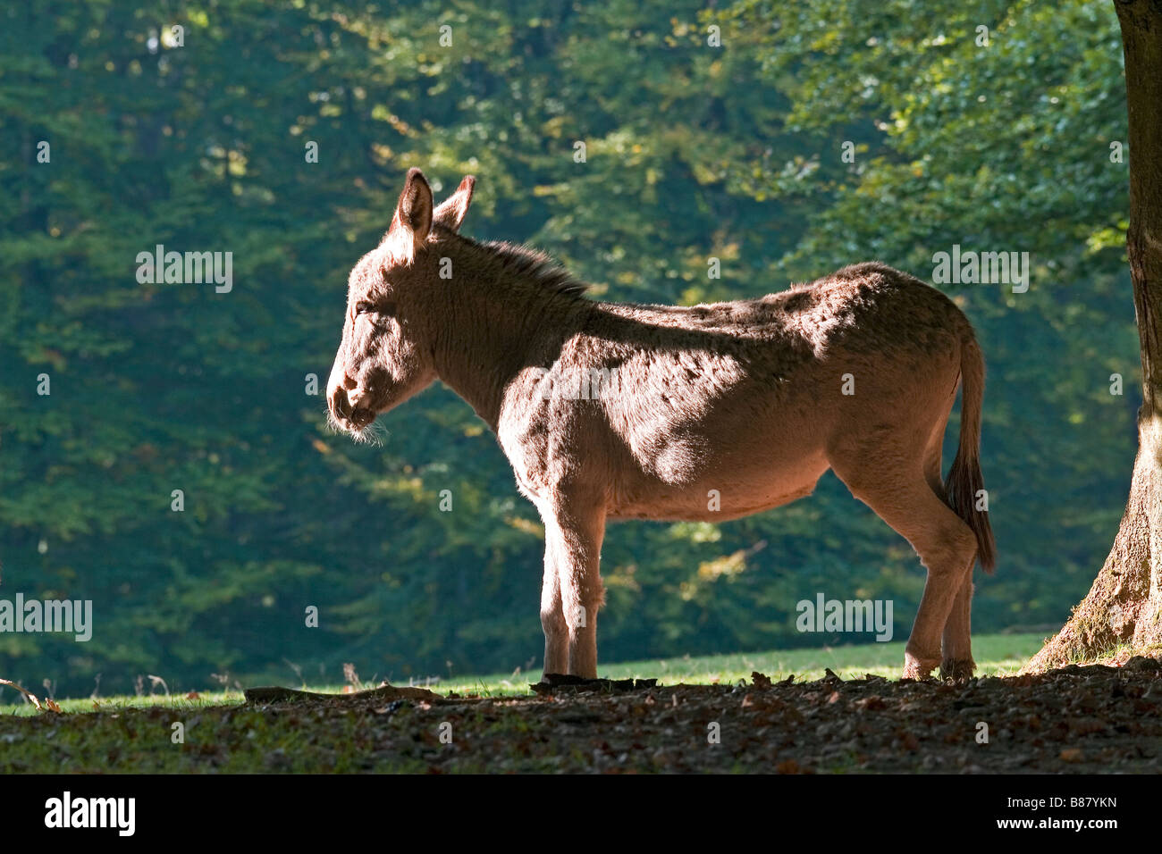 Thuringian forest donkey - standing Stock Photo - Alamy