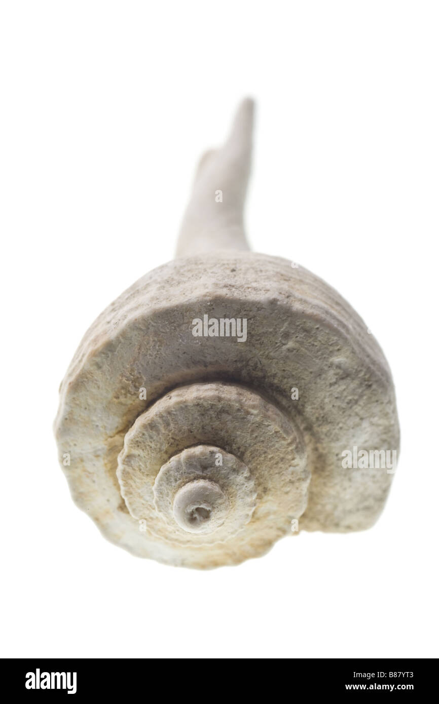 Fossilized Seashell isolated on white background Stock Photo - Alamy
