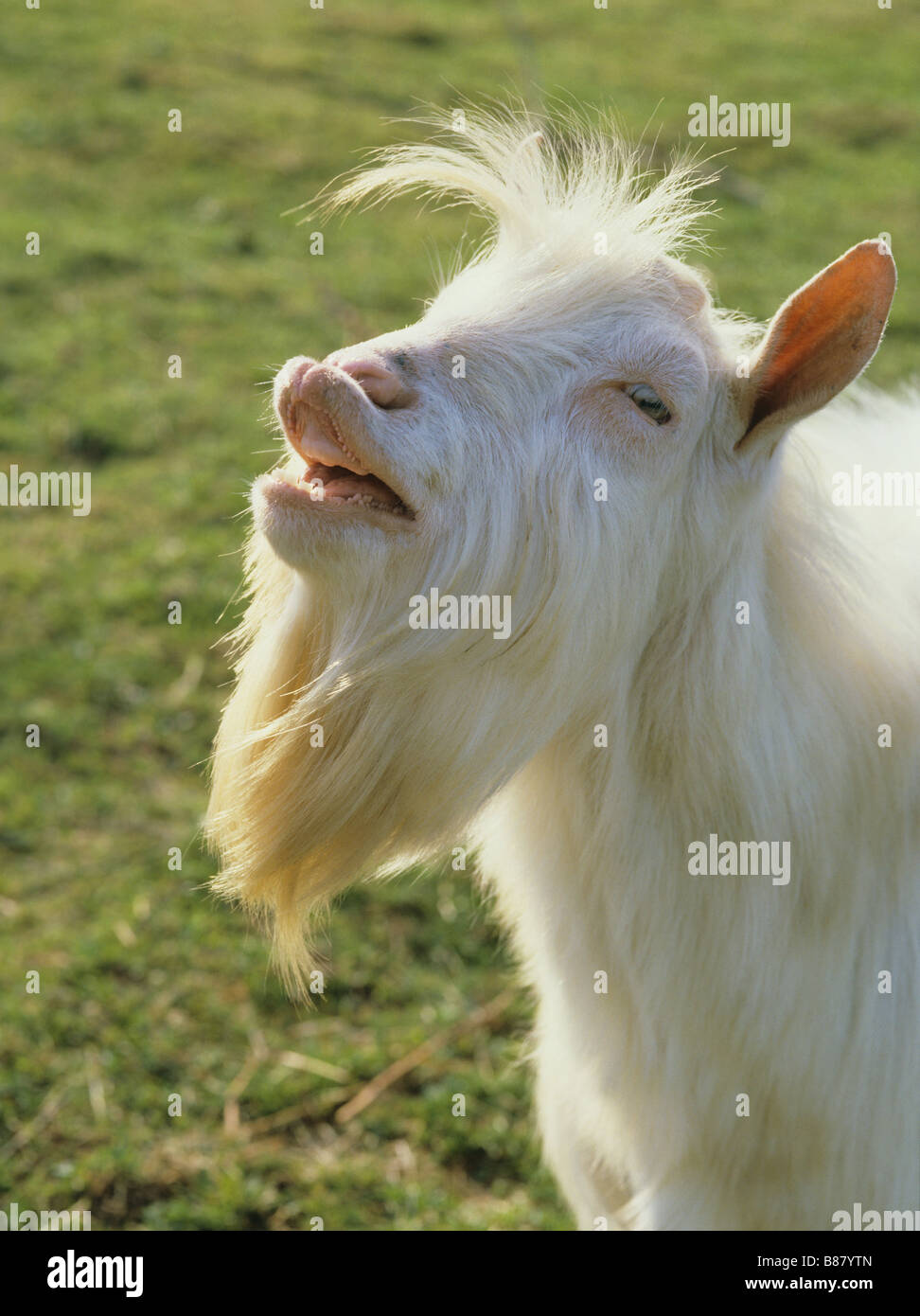 Goat position hi-res stock photography and images - Alamy