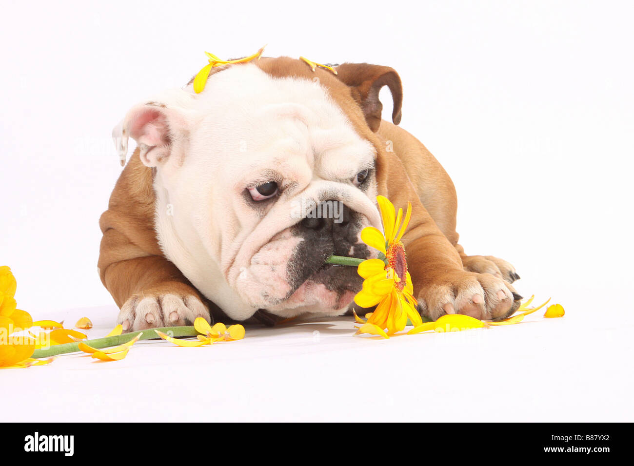 English Bulldog with flower Stock Photo - Alamy