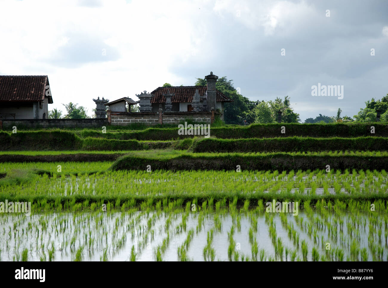 Bali House and rice field Stock Photo - Alamy